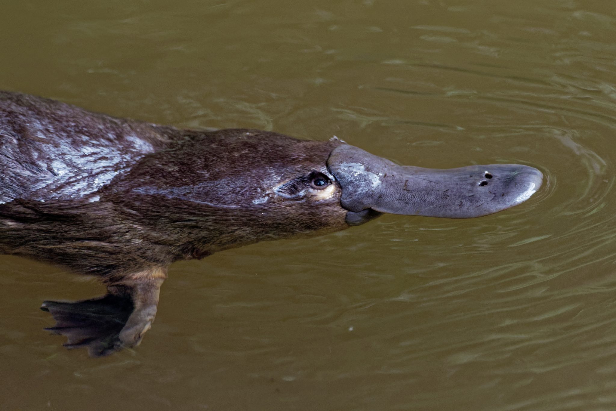 WGCMA | Waterways home to threatened platypus