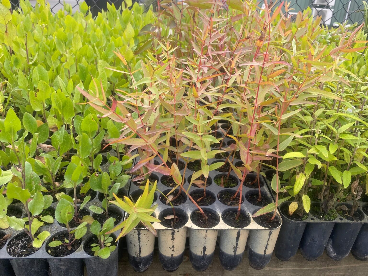 WGCMA | Heart Morass