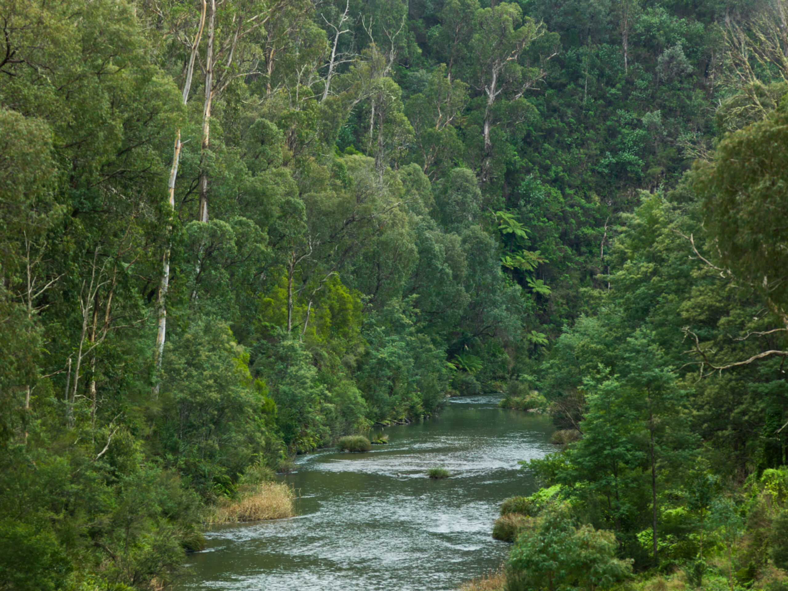 WGCMA | Environmental water flow – Thomson River Spring fresh