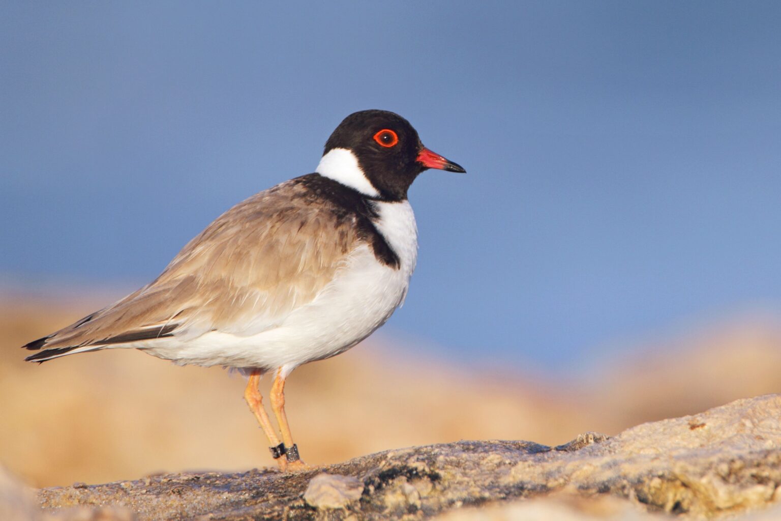 WGCMA | Towards zero extinctions: Protecting Eastern Hooded Plovers