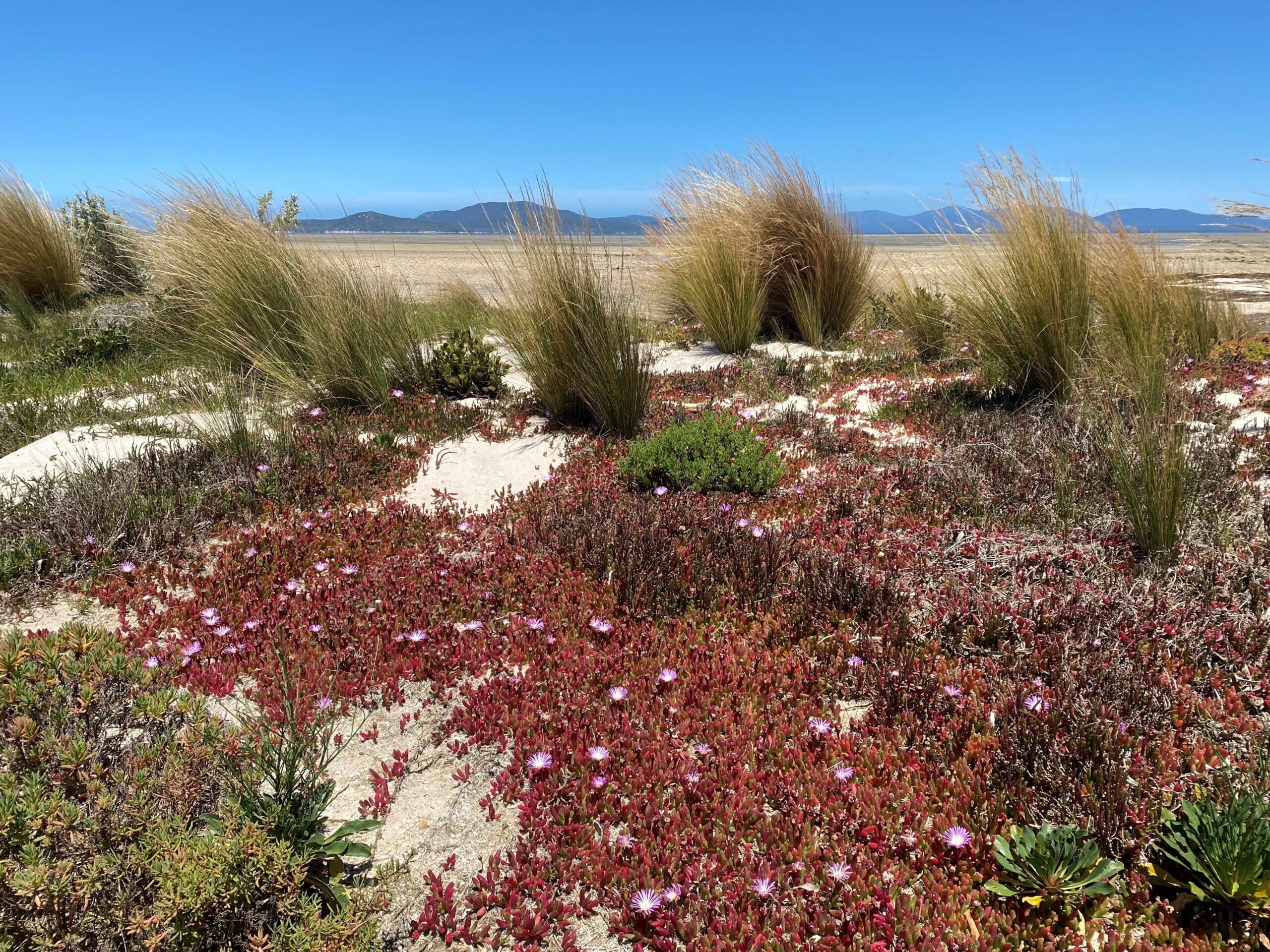 WGCMA | Corner Inlet Ramsar Site Coordination